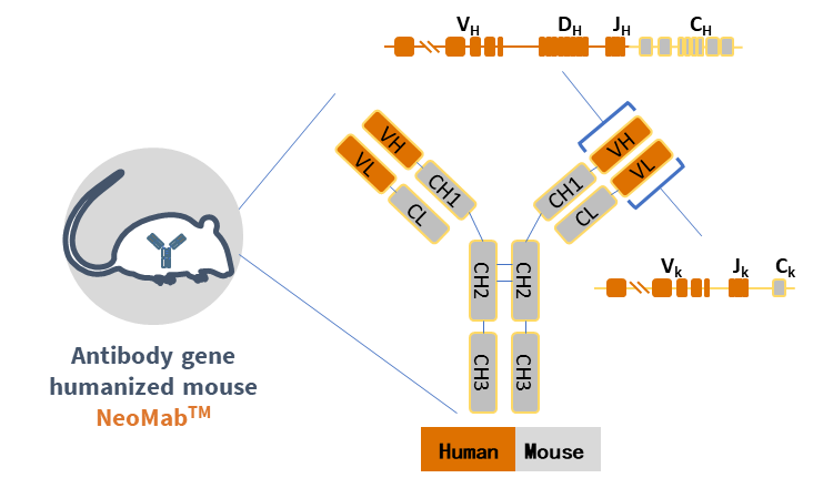 NeoMab™小鼠介绍_GemPharmatech
