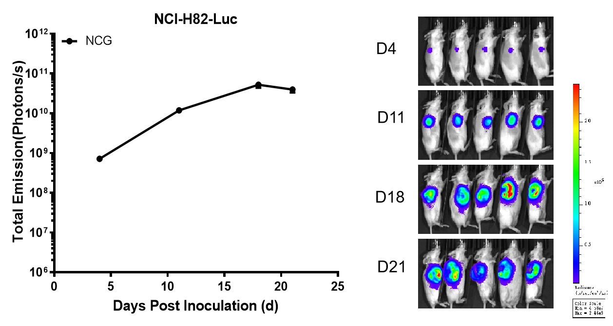 NCI-H82-Luc_GemPharmatech