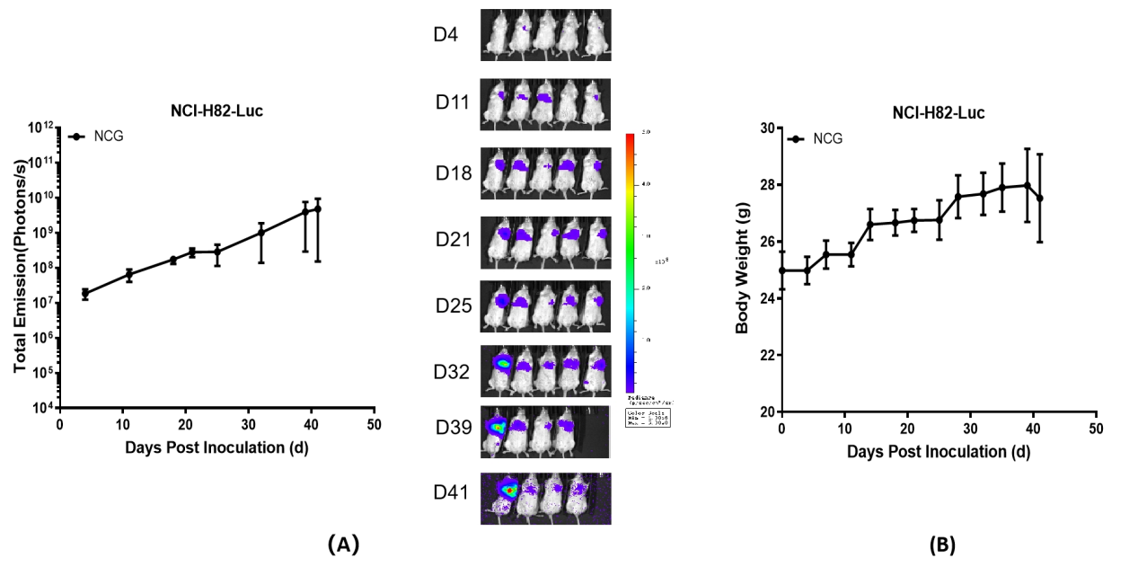 NCI-H82-Luc_GemPharmatech