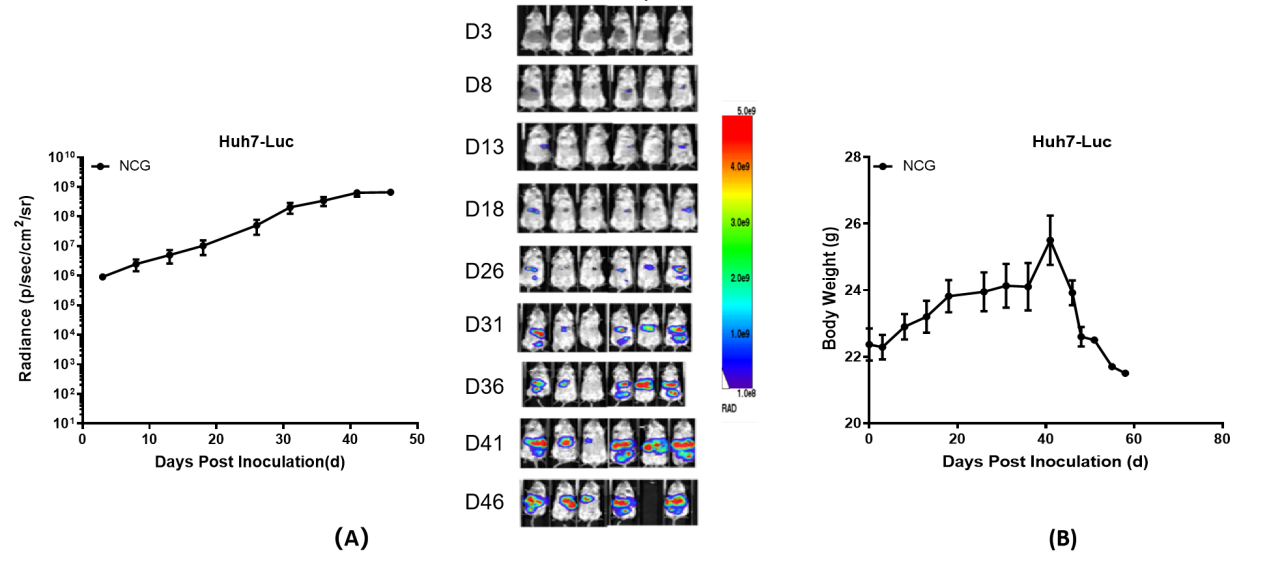 Huh-7-Luc_GemPharmatech