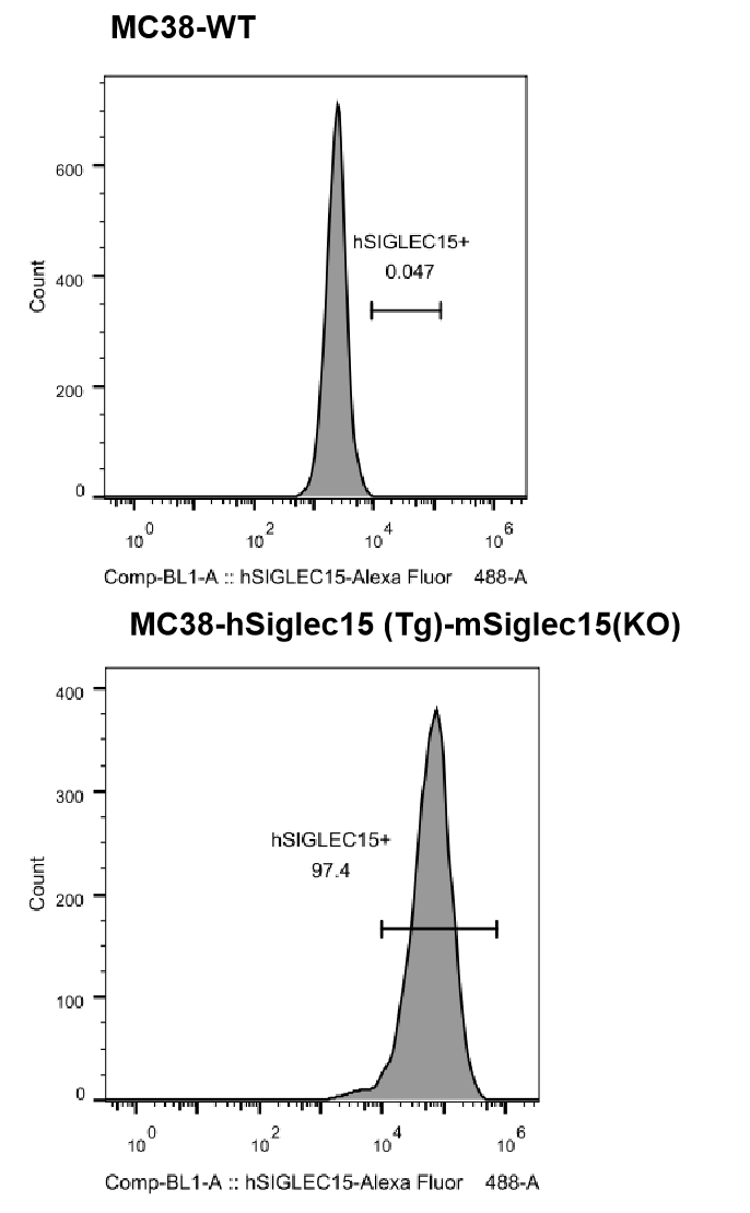 MC38-hSiglec15 (Tg)-mSiglec15(KO)_GemPharmatech