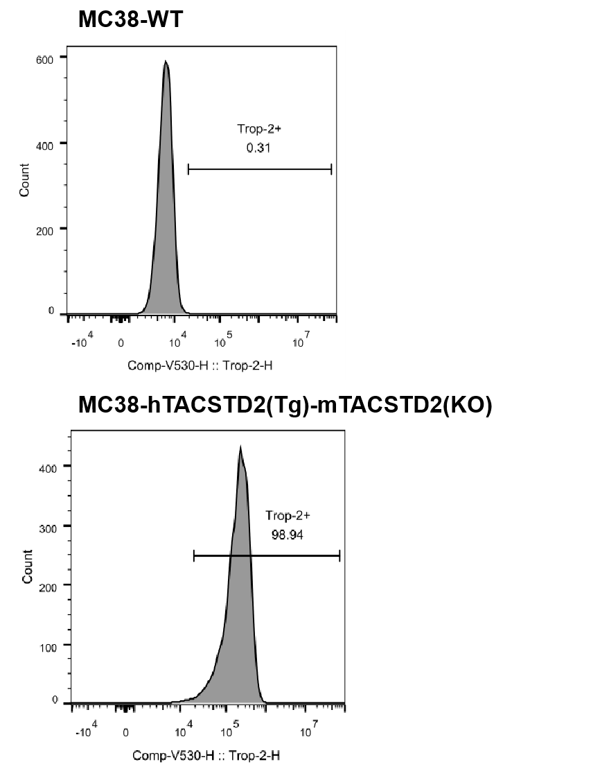 MC38-hTACSTD2(Tg)-mTACSTD2(KO)_GemPharmatech