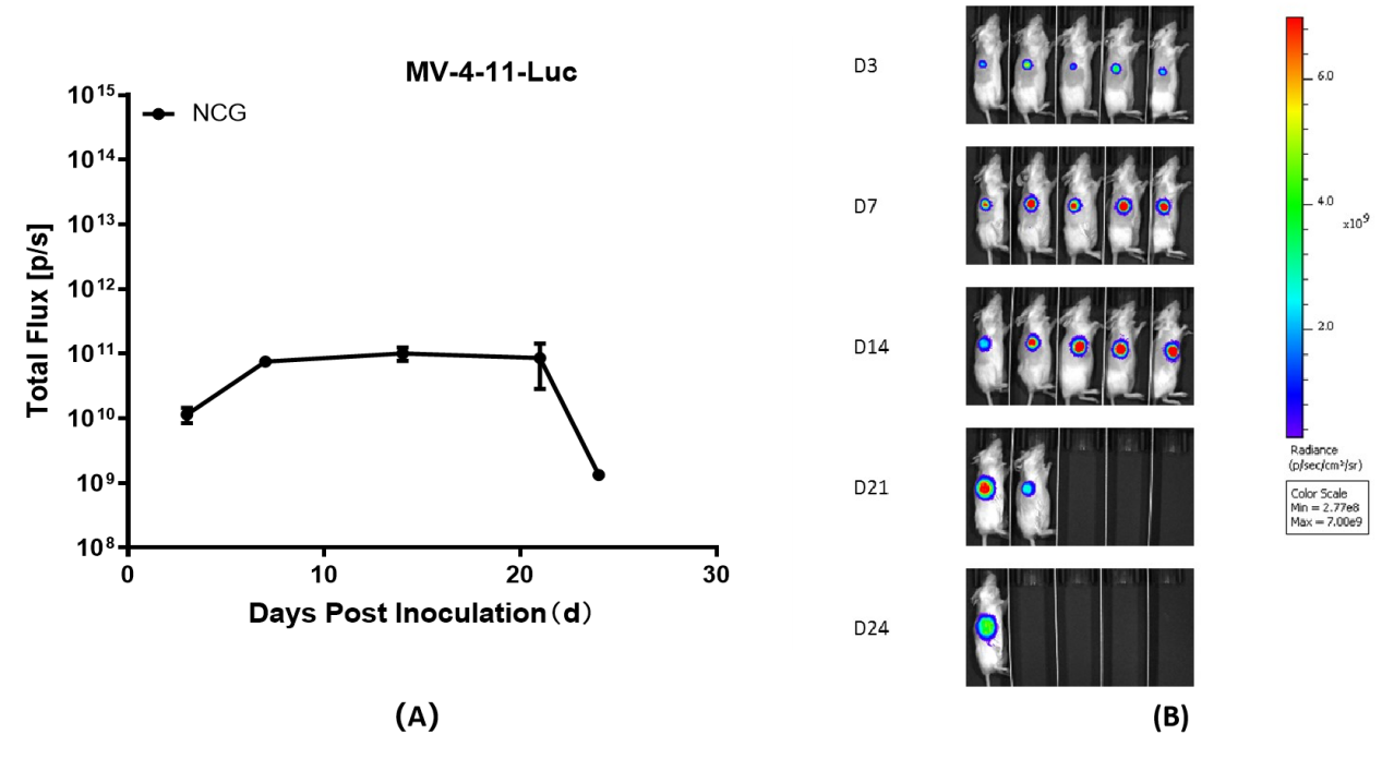 MV-4-11-Luc_GemPharmatech