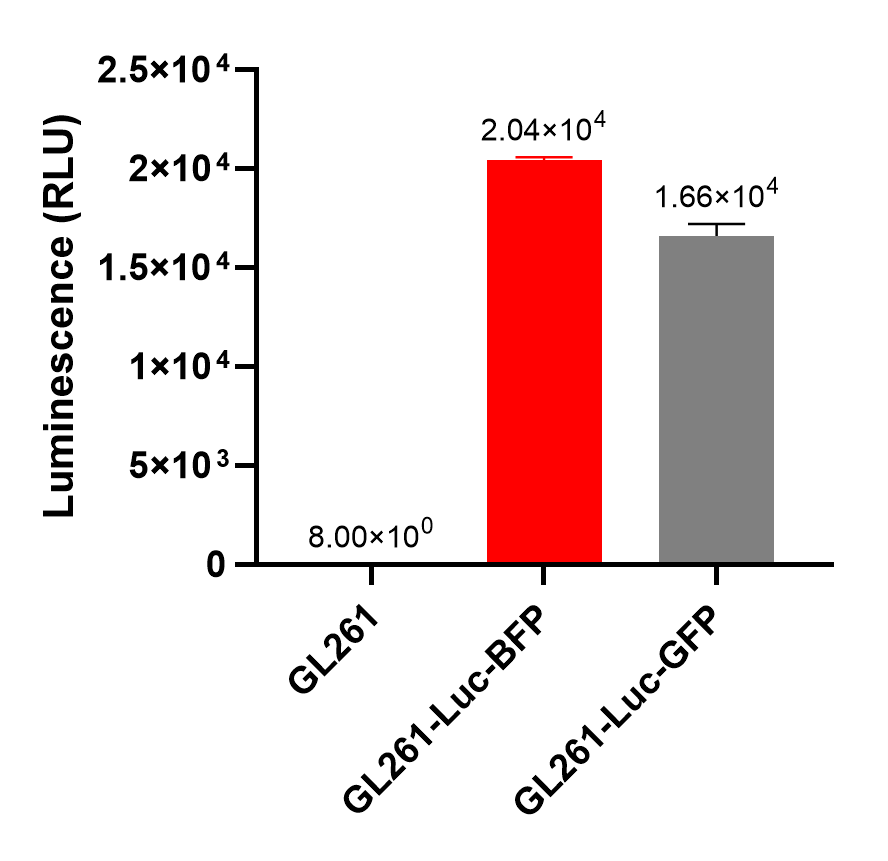 GL261-Luc_GemPharmatech