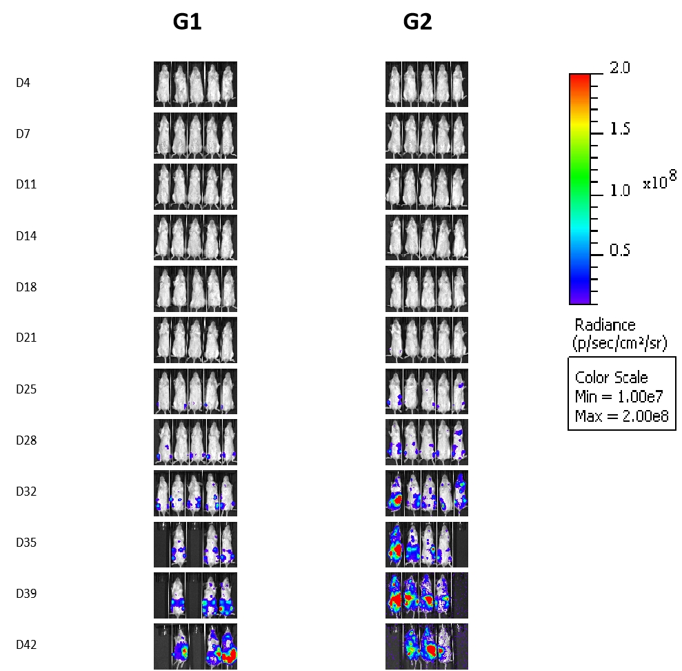 JVM-2-Luc-EGFP_GemPharmatech