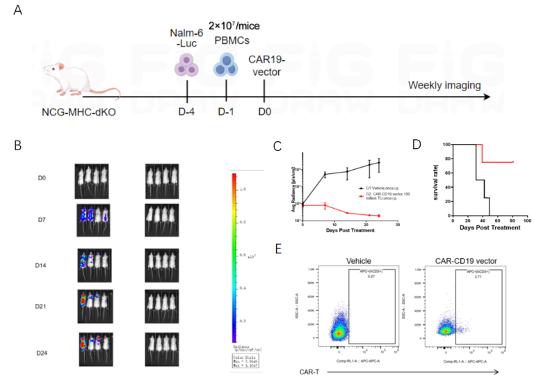 赋能下一代细胞疗法研发：in vivo CAR-T 技术与药康生物人源化小鼠模型的核心支撑_GemPharmatech